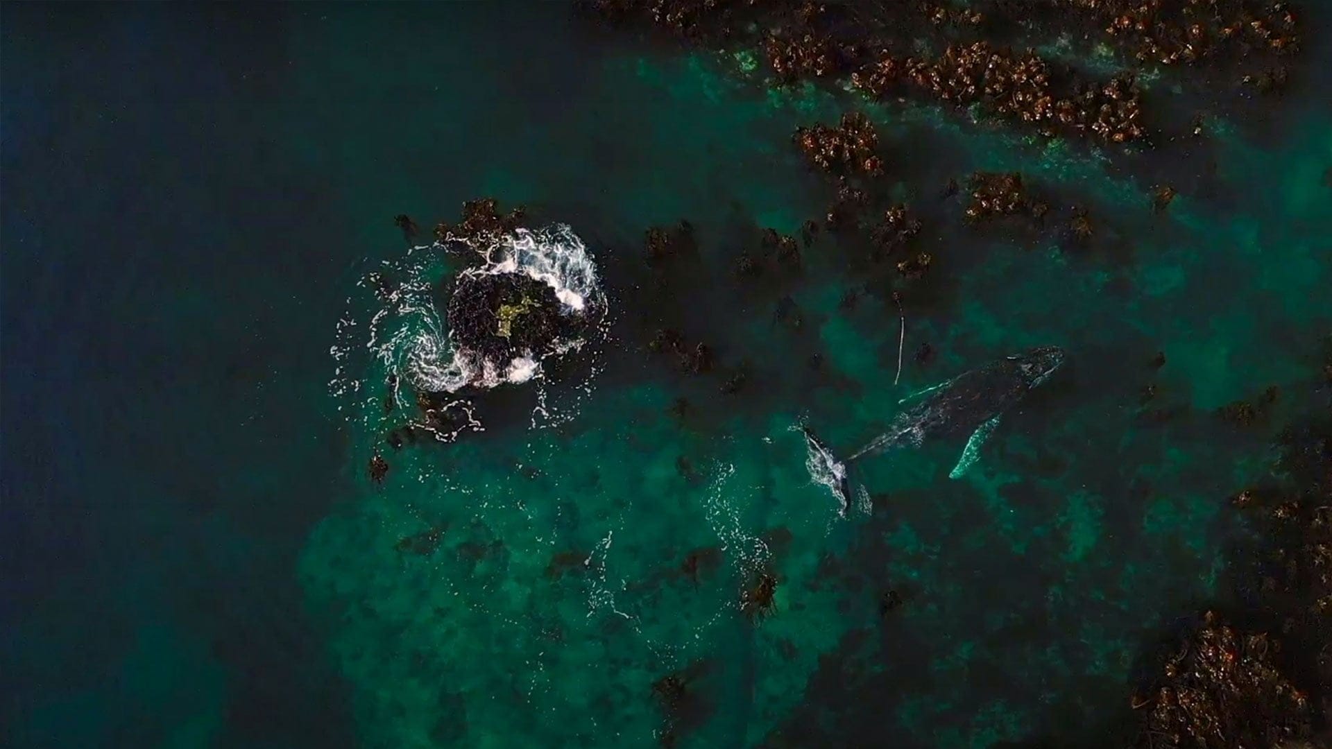 How ‘Netflix for nature’ is changing the way we watch