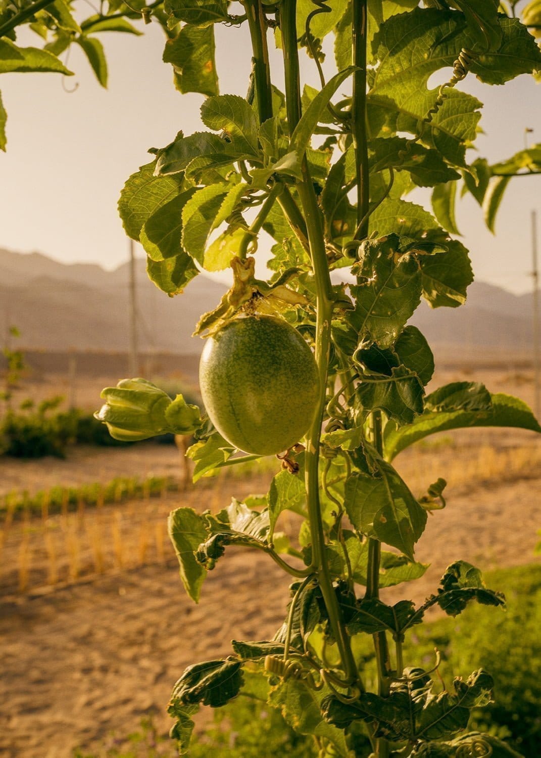 Food in the desert | The Sahara Forest Project shows it's possible