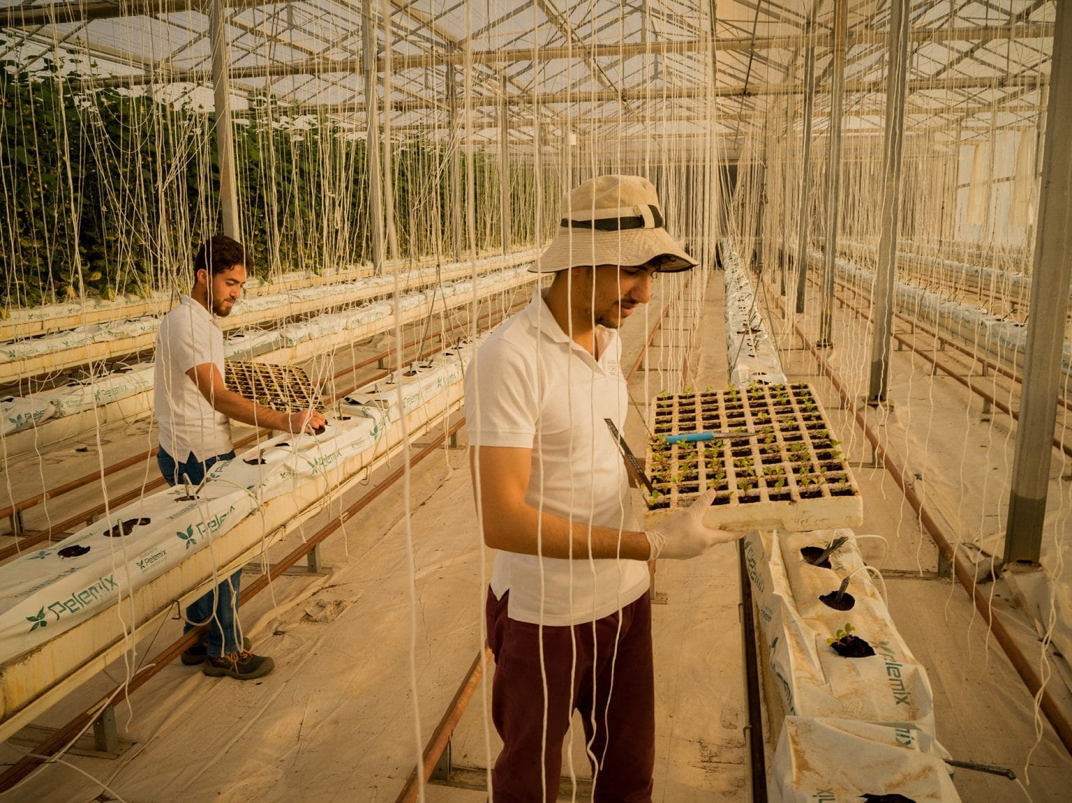 Food in the desert | The Sahara Forest Project shows it's possible