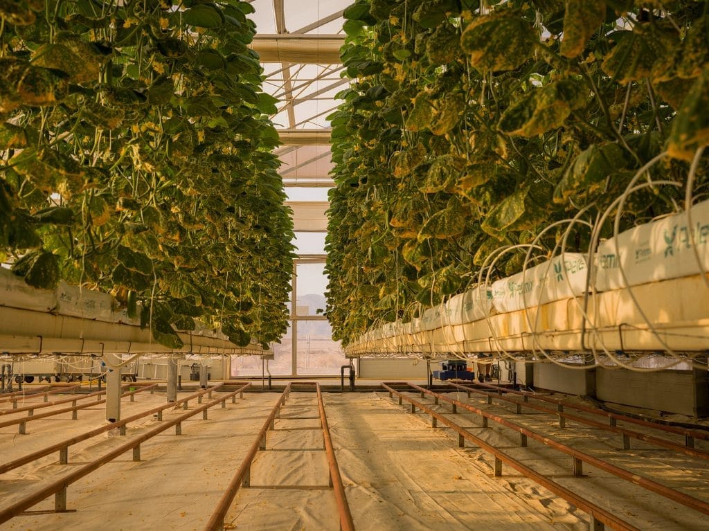 Food in the desert | The Sahara Forest Project shows it's possible