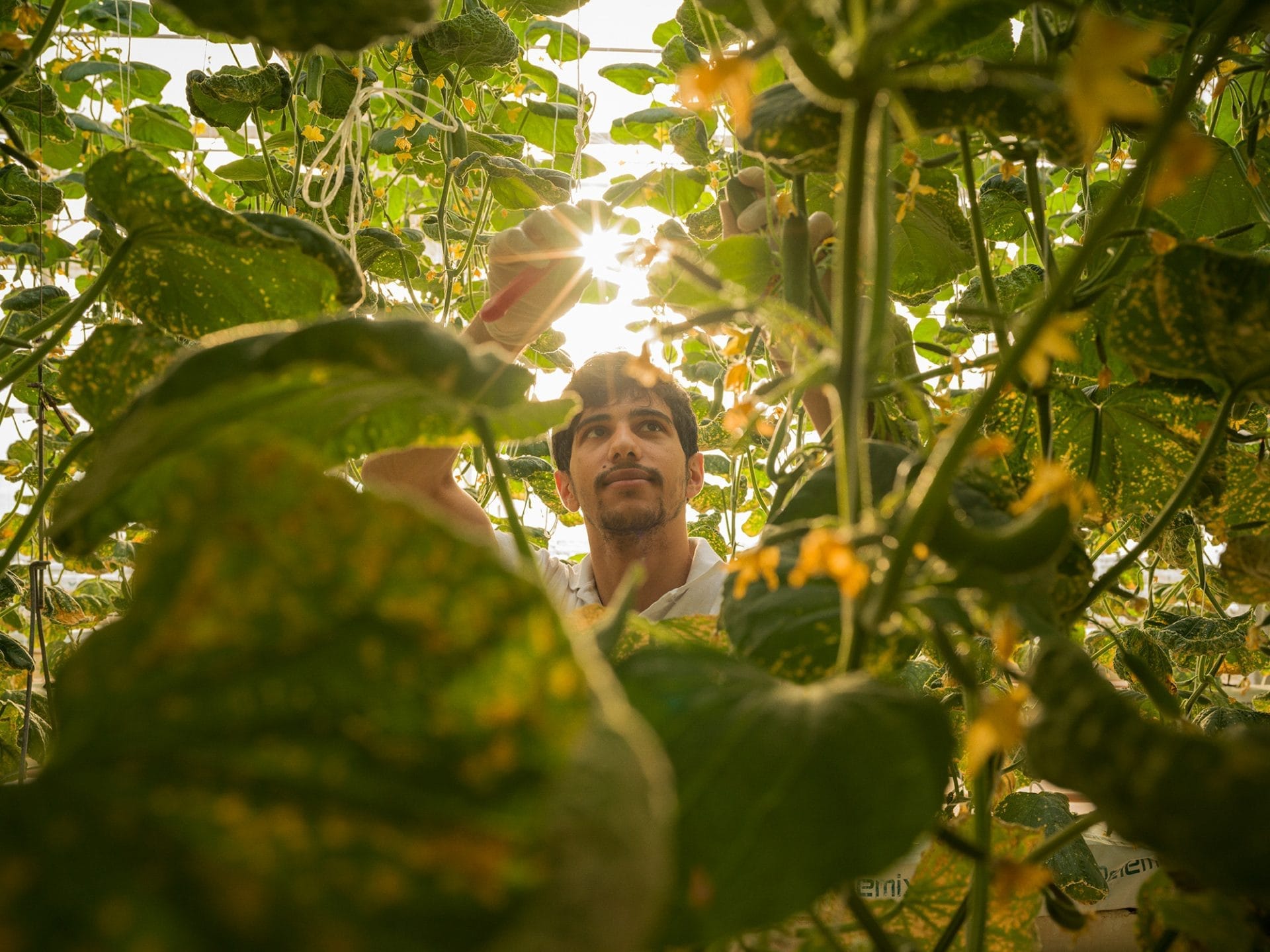 Food in the desert | The Sahara Forest Project shows it's possible