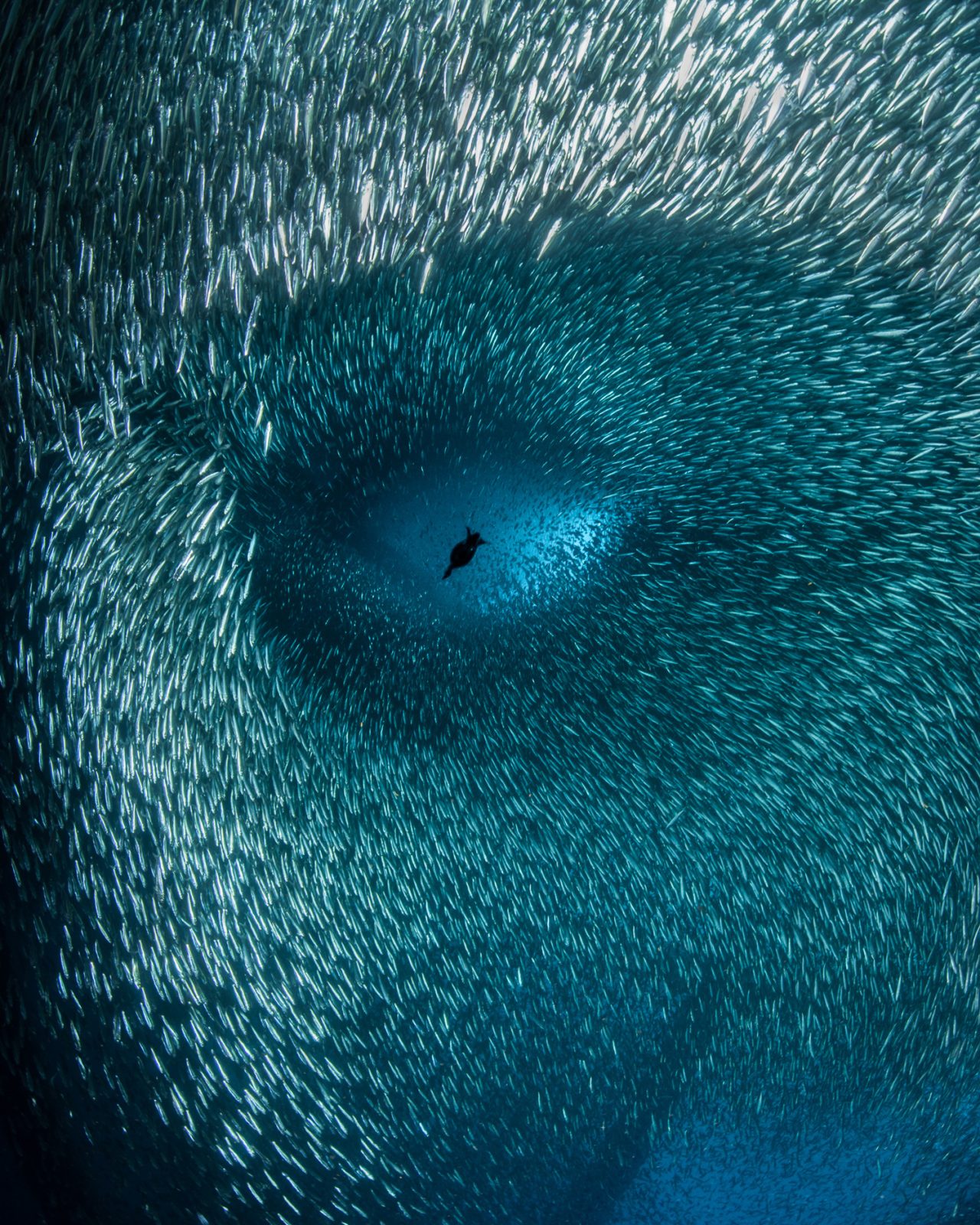 Must-sea: Ocean photographer of the year - Imagine5
