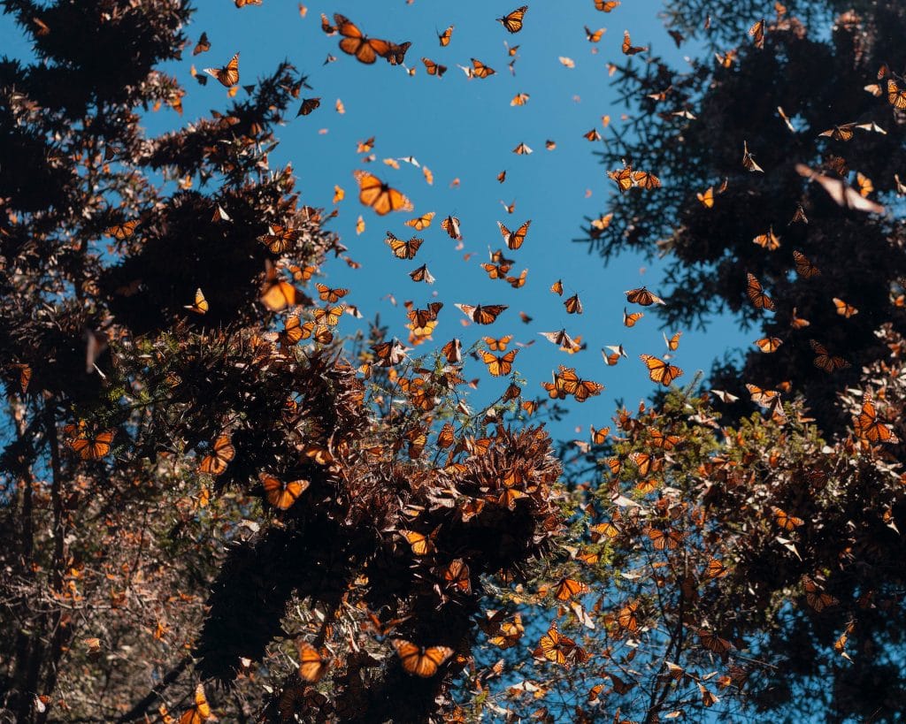Mexico’s fragile butterfly forest | Monarch photo gallery
