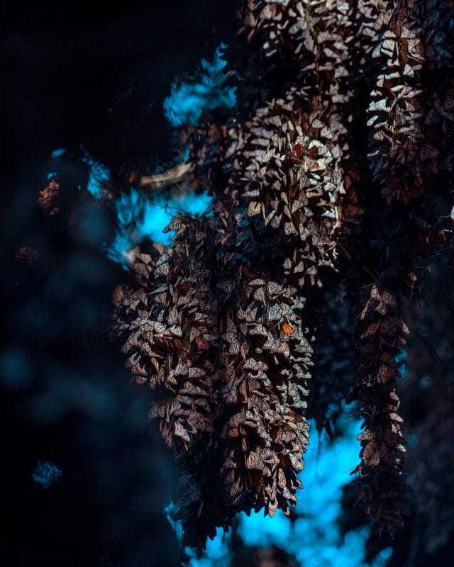 Mexico’s fragile butterfly forest | Monarch photo gallery