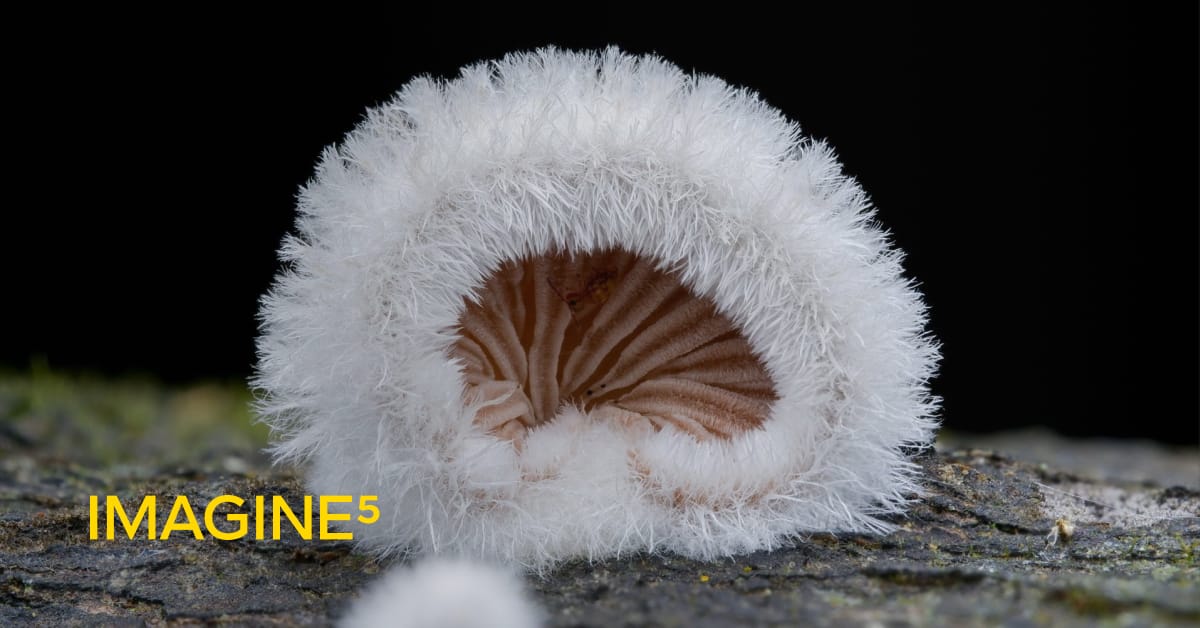 Fantastic fungi