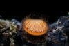 Fantastic fungi