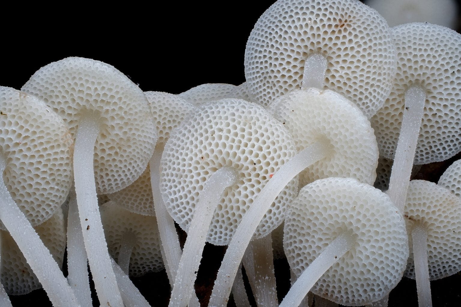 Fantastic fungi