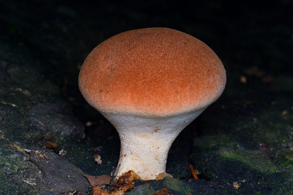 Fantastic fungi