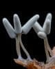Fantastic fungi