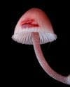 Fantastic fungi