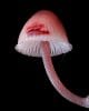 Fantastic fungi