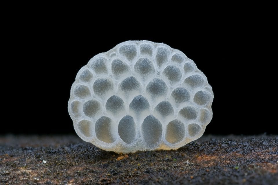 Fantastic fungi