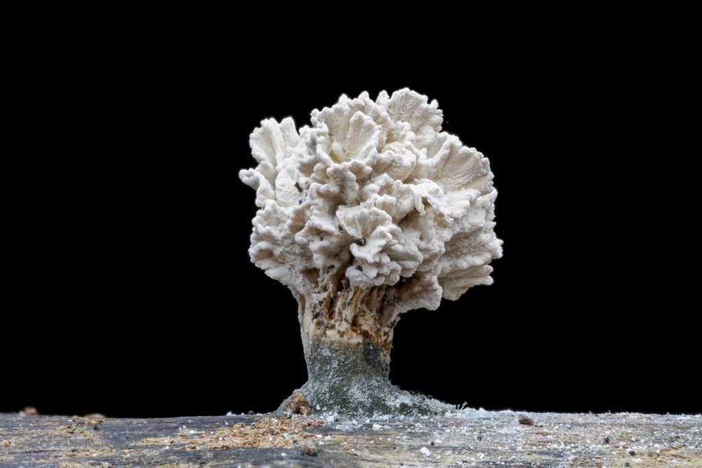 Fantastic fungi