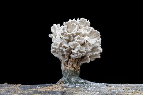Fantastic fungi