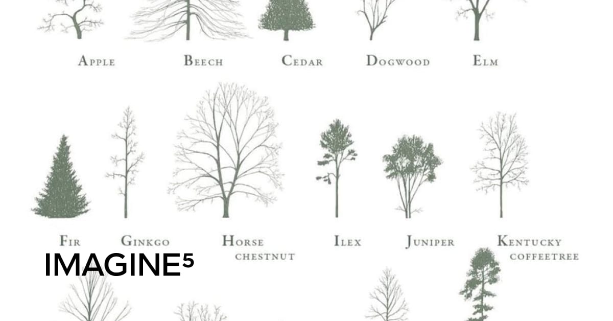 The language of trees | Interview with Katie Holten