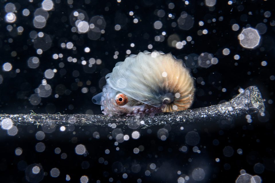 Must-sea: Ocean photographer of the year - Imagine5