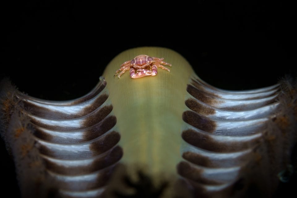 Must-sea: Ocean photographer of the year 2023 - Imagine5