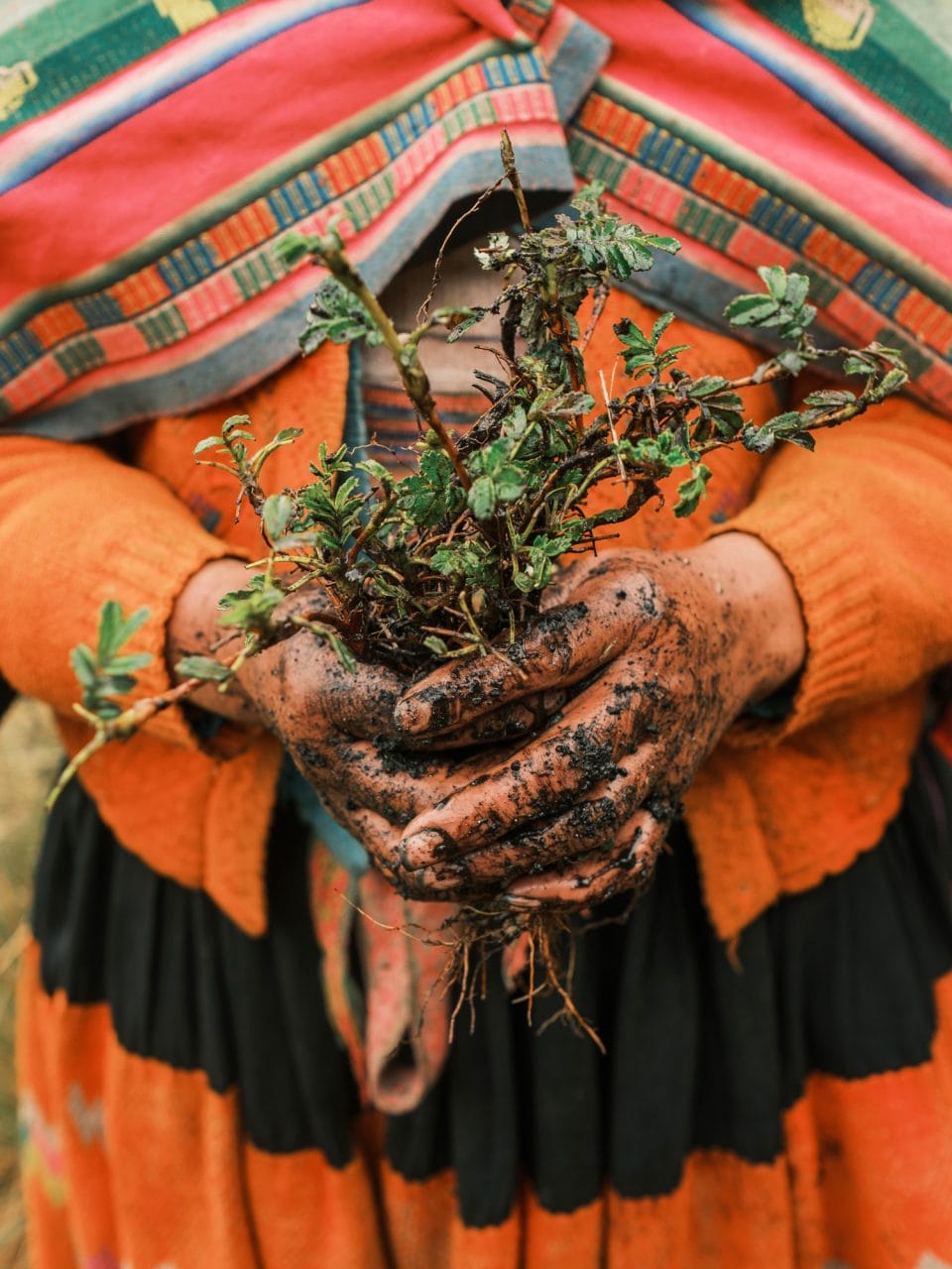 Turning trees into water: Scenes from a Peruvian planting festival