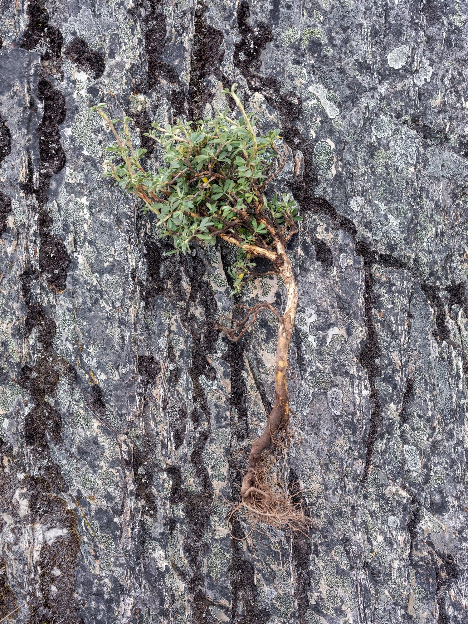 Turning trees into water: Scenes from a Peruvian planting festival