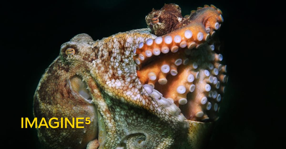 Must-sea: Ocean photographer of the year 2023 - Imagine5