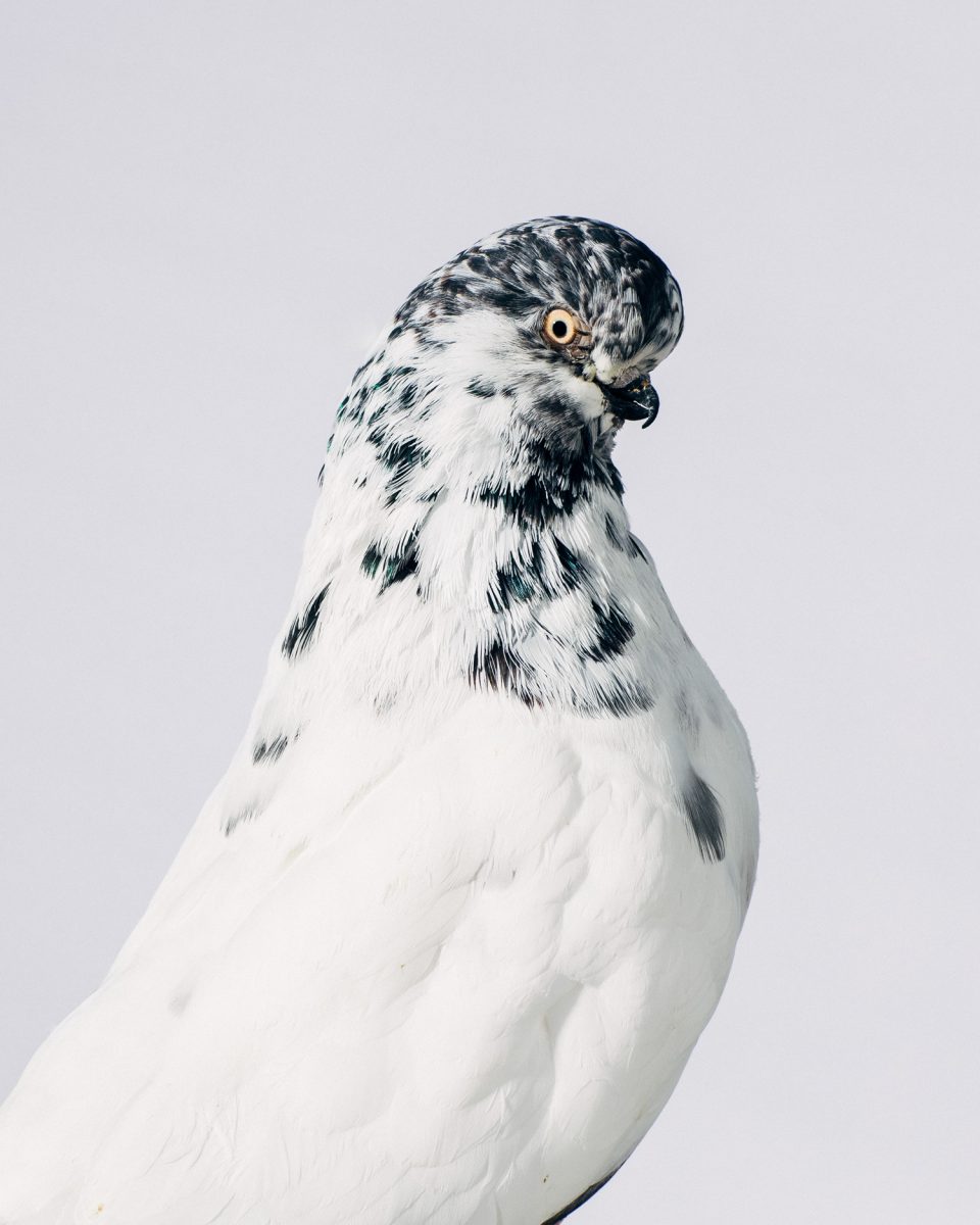 Fancy pigeon photos | Discover the beauty of pigeons