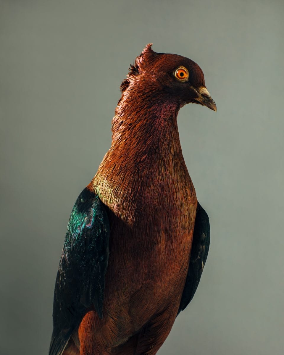 Fancy pigeon photos | Discover the beauty of pigeons