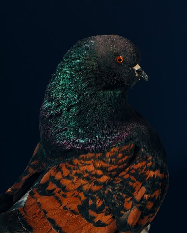 Fancy pigeon photos | Discover the beauty of pigeons