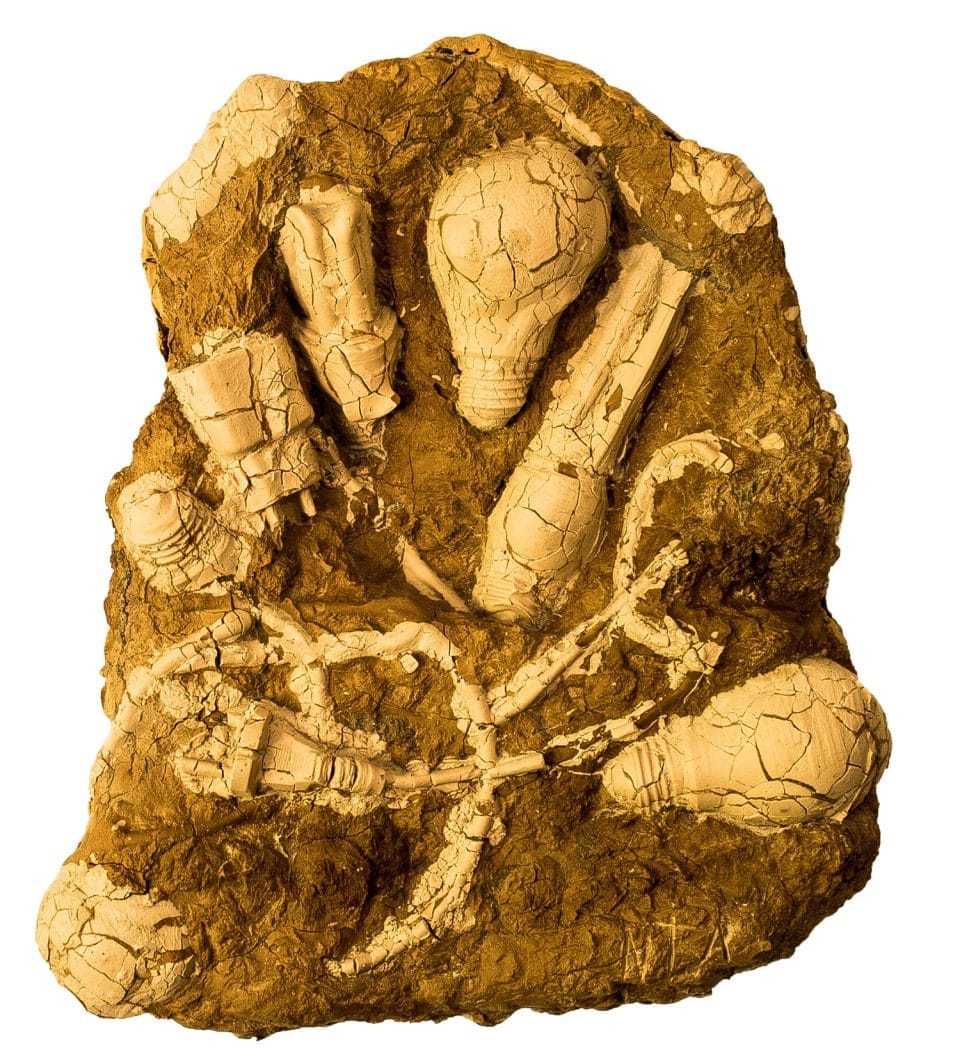 Fossils for the future - Imagine5