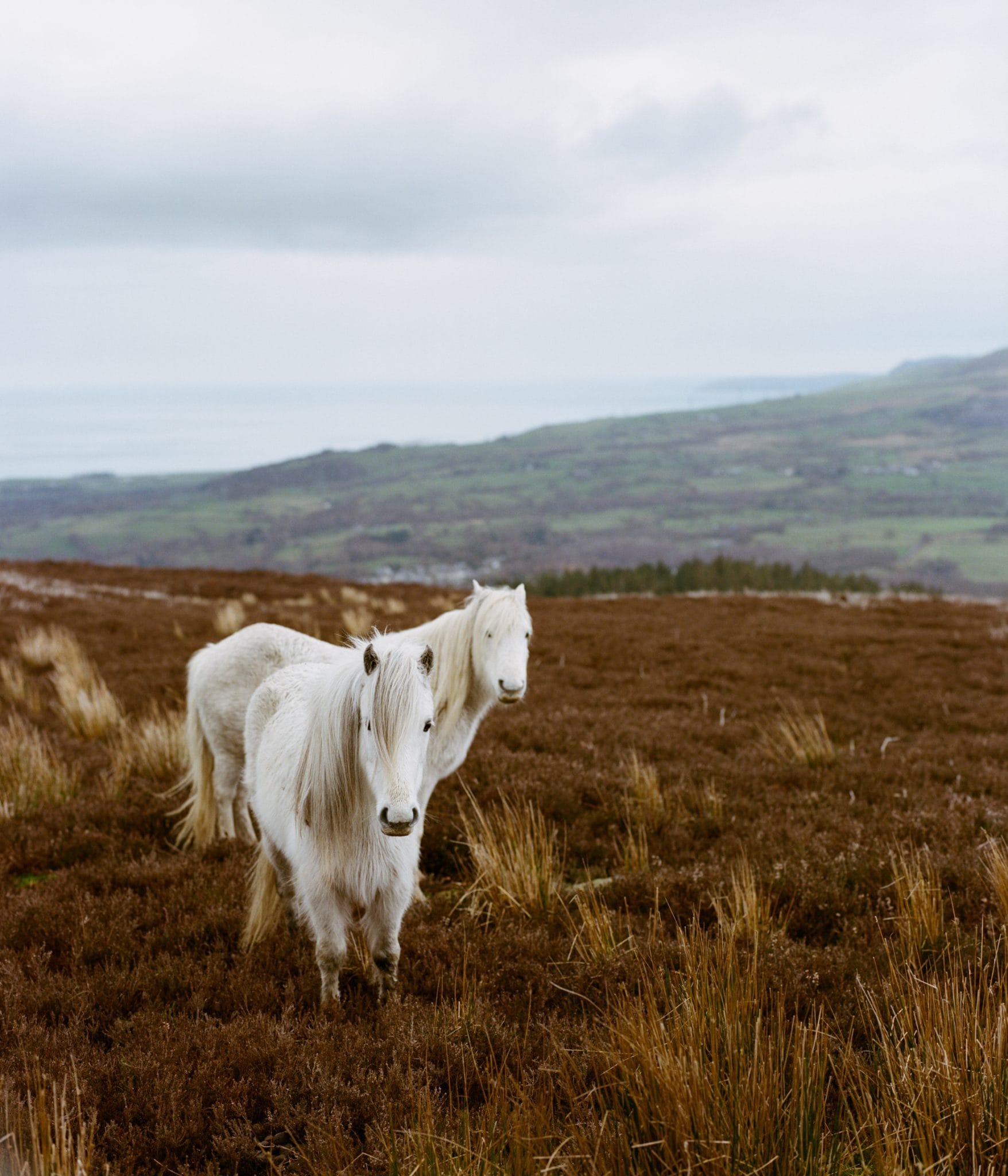 The words that unlock the secrets of the Welsh landscape