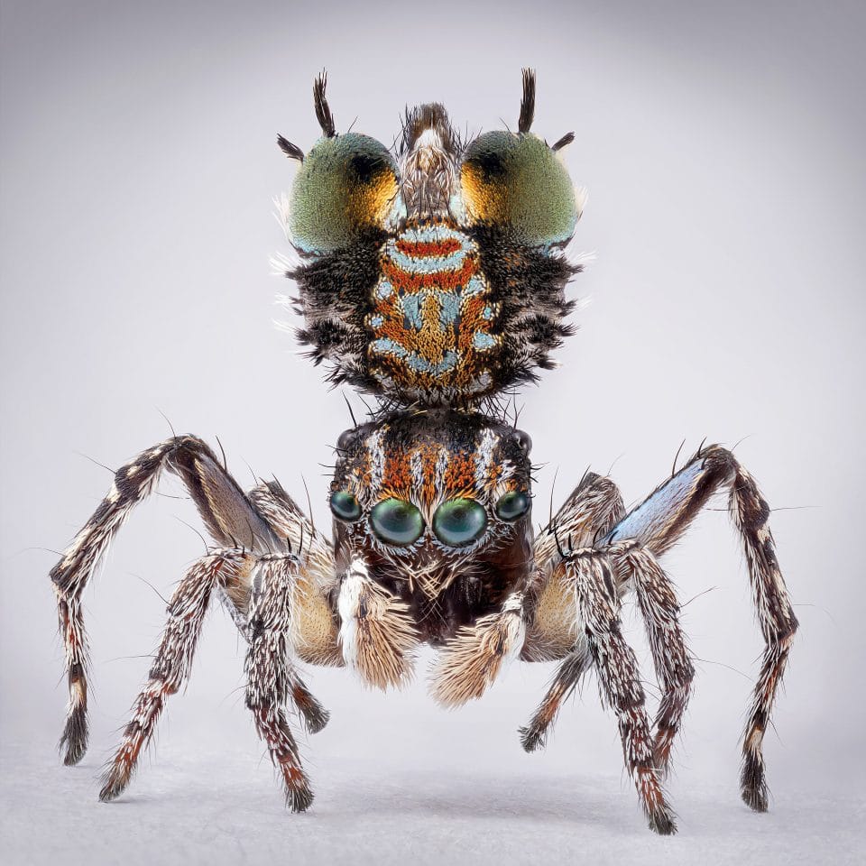Abdonimal patterns of Australian spiders - amazing photos - Imagine5