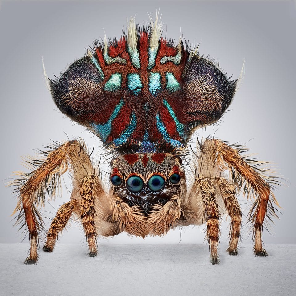 Abdonimal patterns of Australian spiders - amazing photos - Imagine5