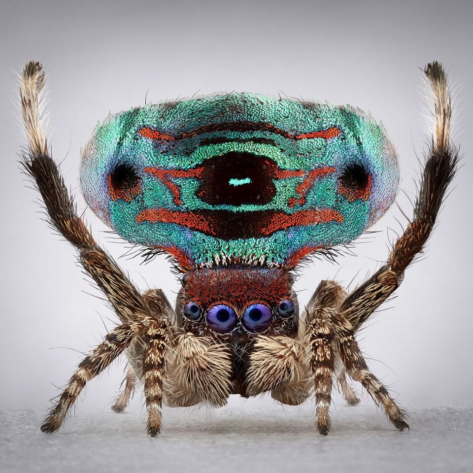 Abdonimal patterns of Australian spiders - amazing photos - Imagine5