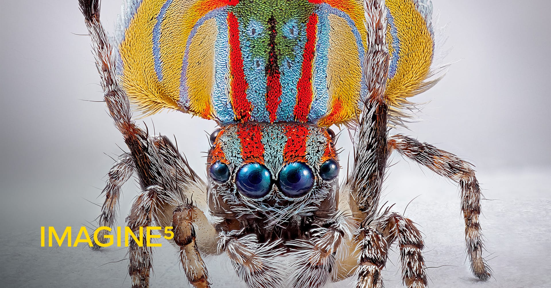 Abdonimal patterns of Australian spiders - amazing photos - Imagine5