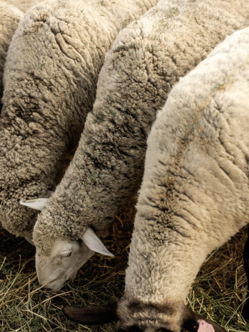 How a longtime family farm in Montana went organic - Imagine5