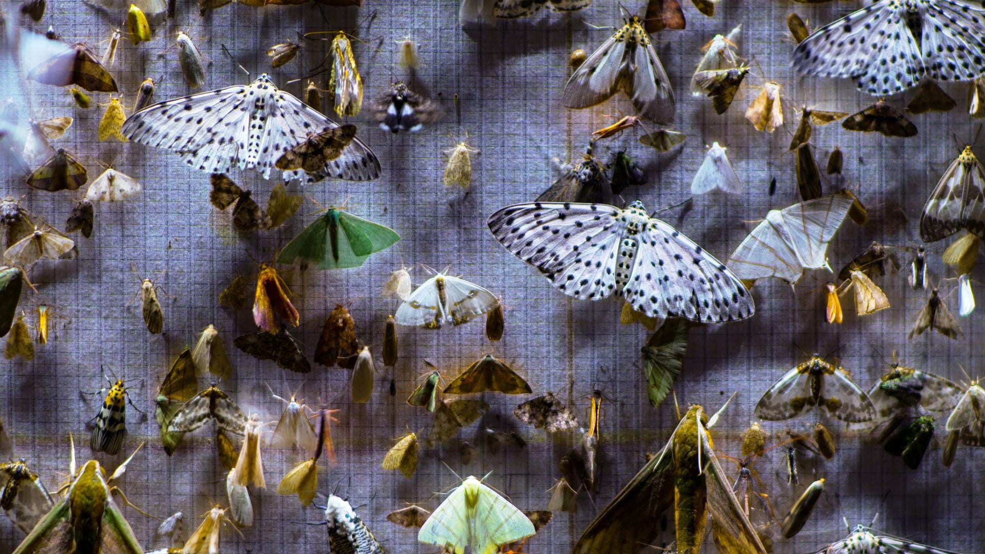 Nature documentaries | 8 must-watch docs that'll leave you in awe