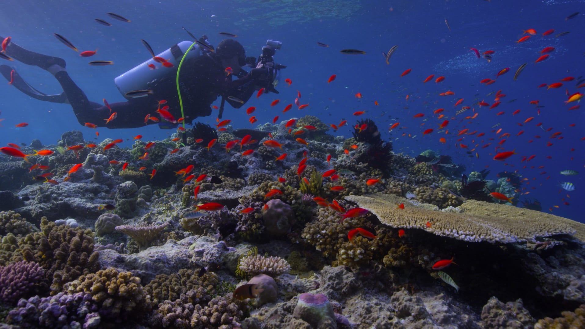 Nature documentaries | 8 must-watch docs that'll leave you in awe