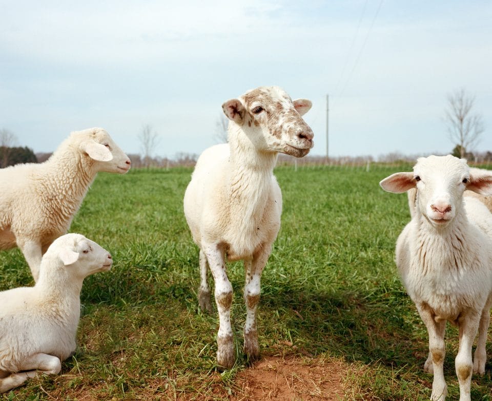 Will Harris of White Oak Pastures, Georgia, on organic farming