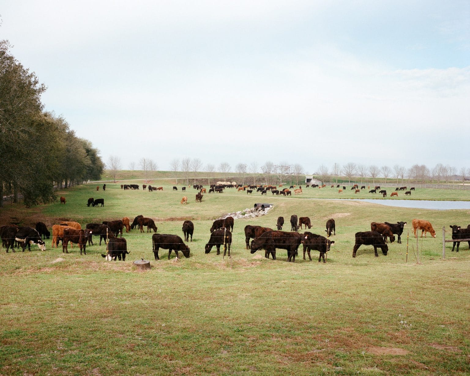 Will Harris of White Oak Pastures, Georgia, on organic farming