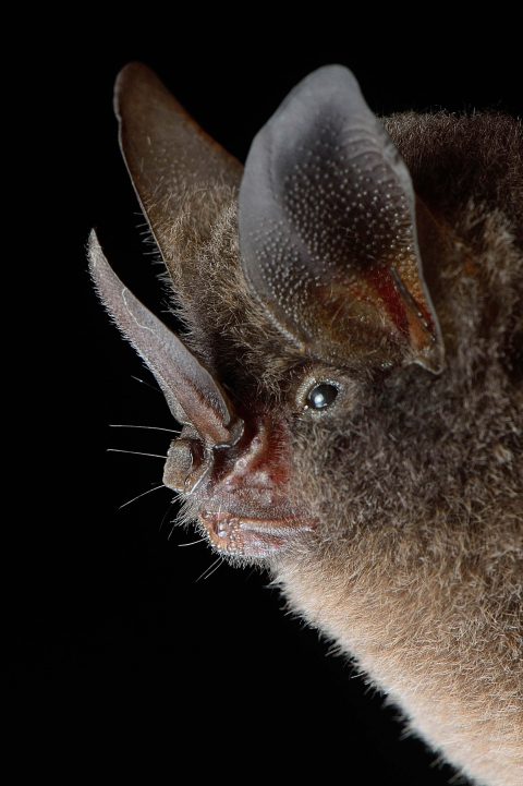 Pictures of bat faces | The beauty of bats, up close