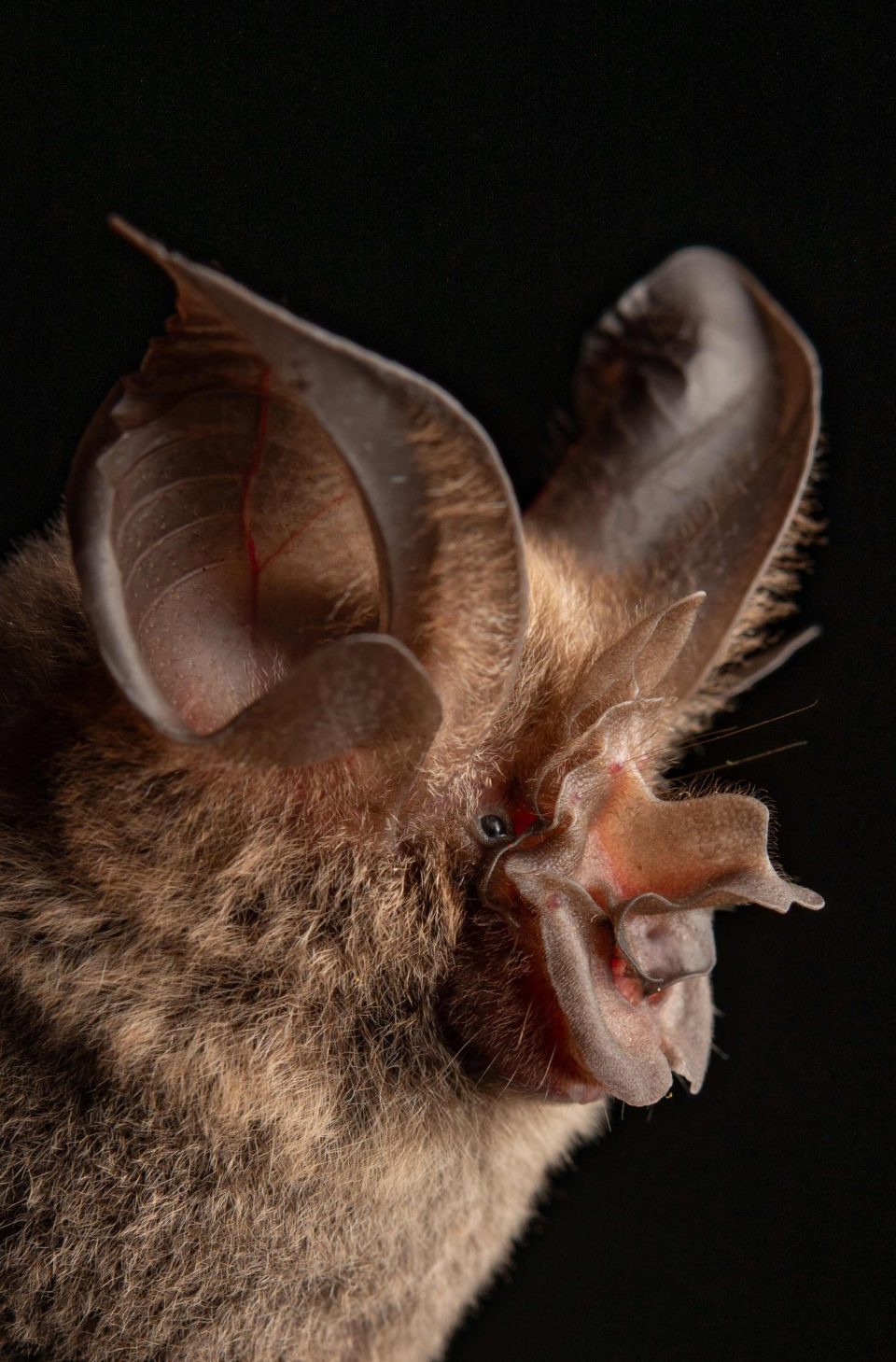 Pictures of bat faces | The beauty of bats, up close