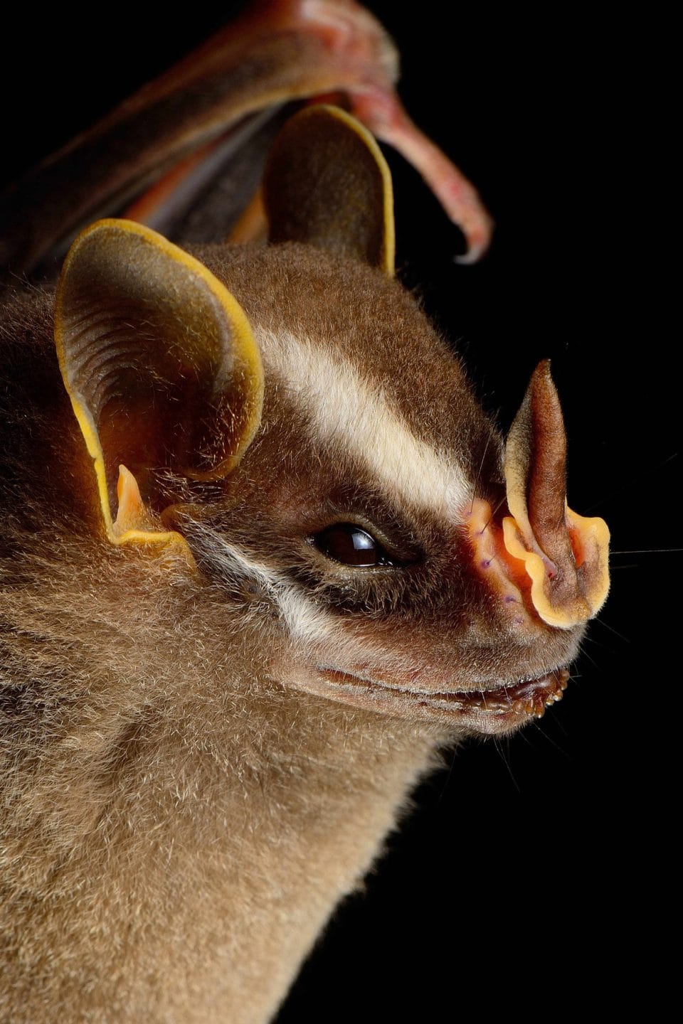Pictures of bat faces | The beauty of bats, up close