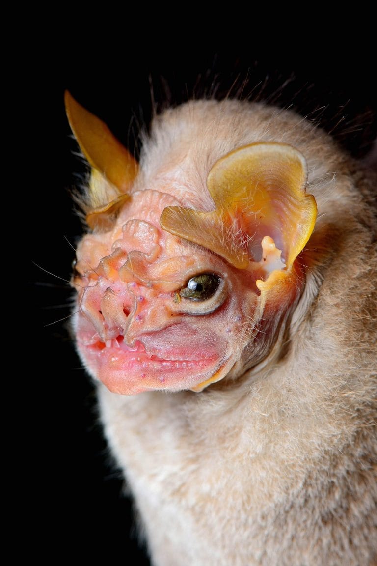 Pictures of bat faces | The beauty of bats, up close
