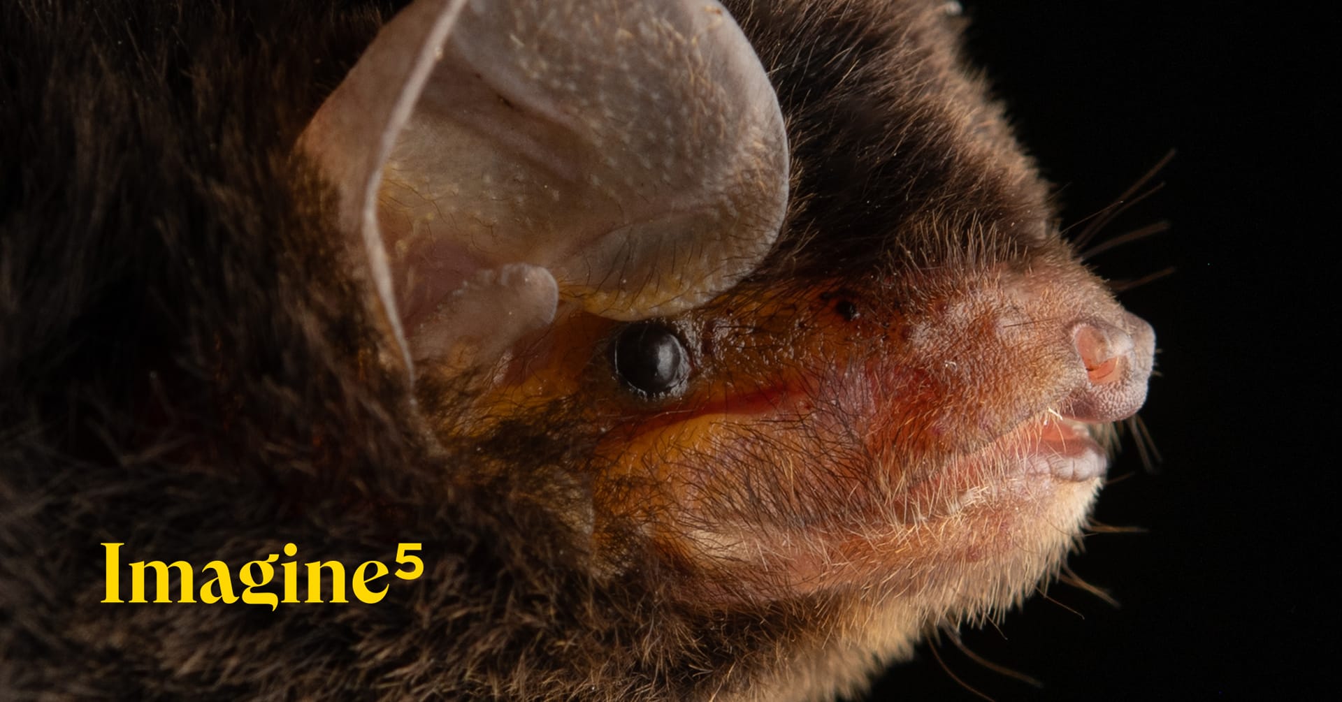 Pictures of bat faces | The beauty of bats, up close